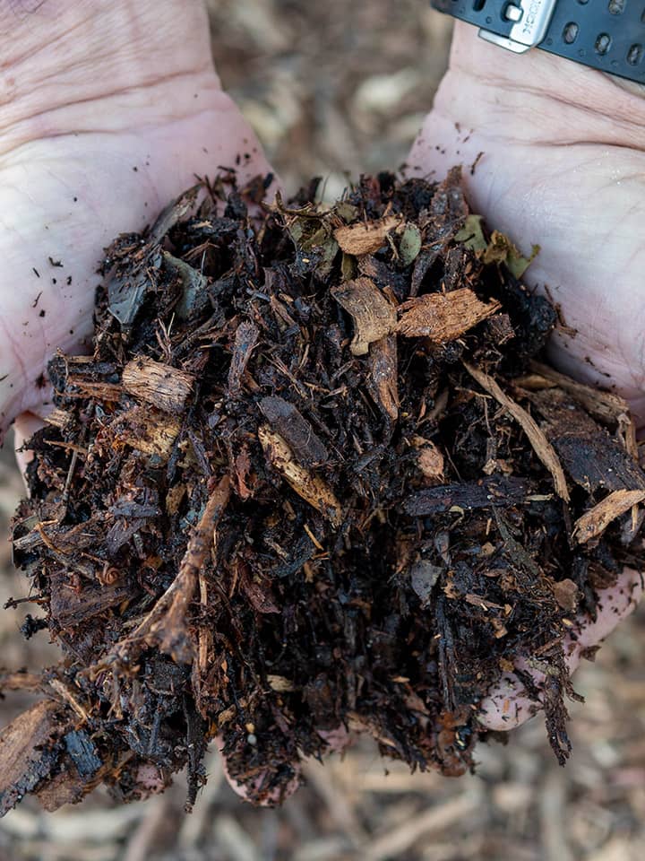 Forest Floor Mulch | Benefits, How to Use, & How Much You Need